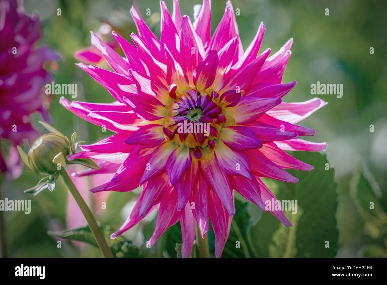 Detailed close up of a beautiful purple "Lady Lapita" dahlia flower ...