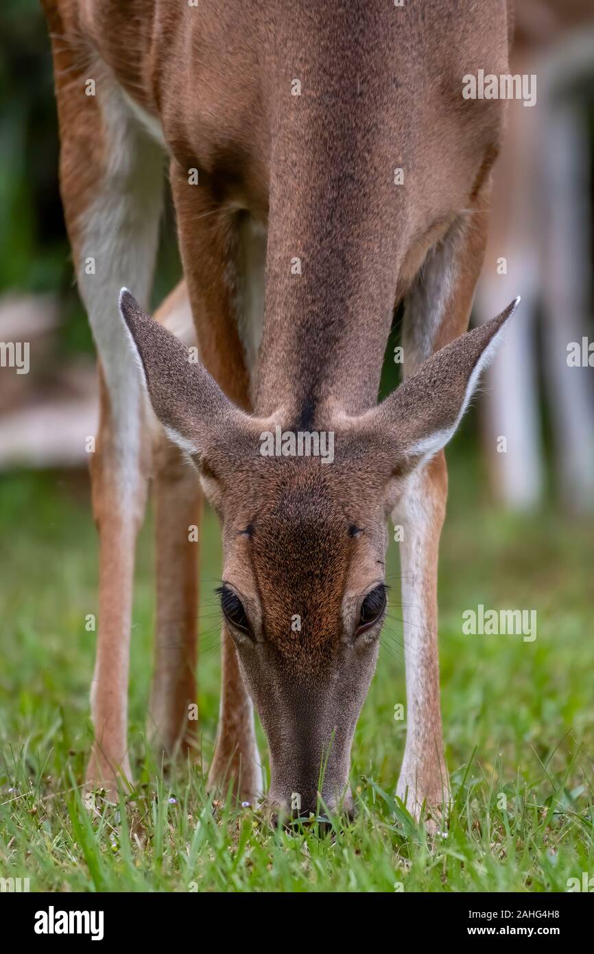 Deer eating grass hi-res stock photography and images - Alamy
