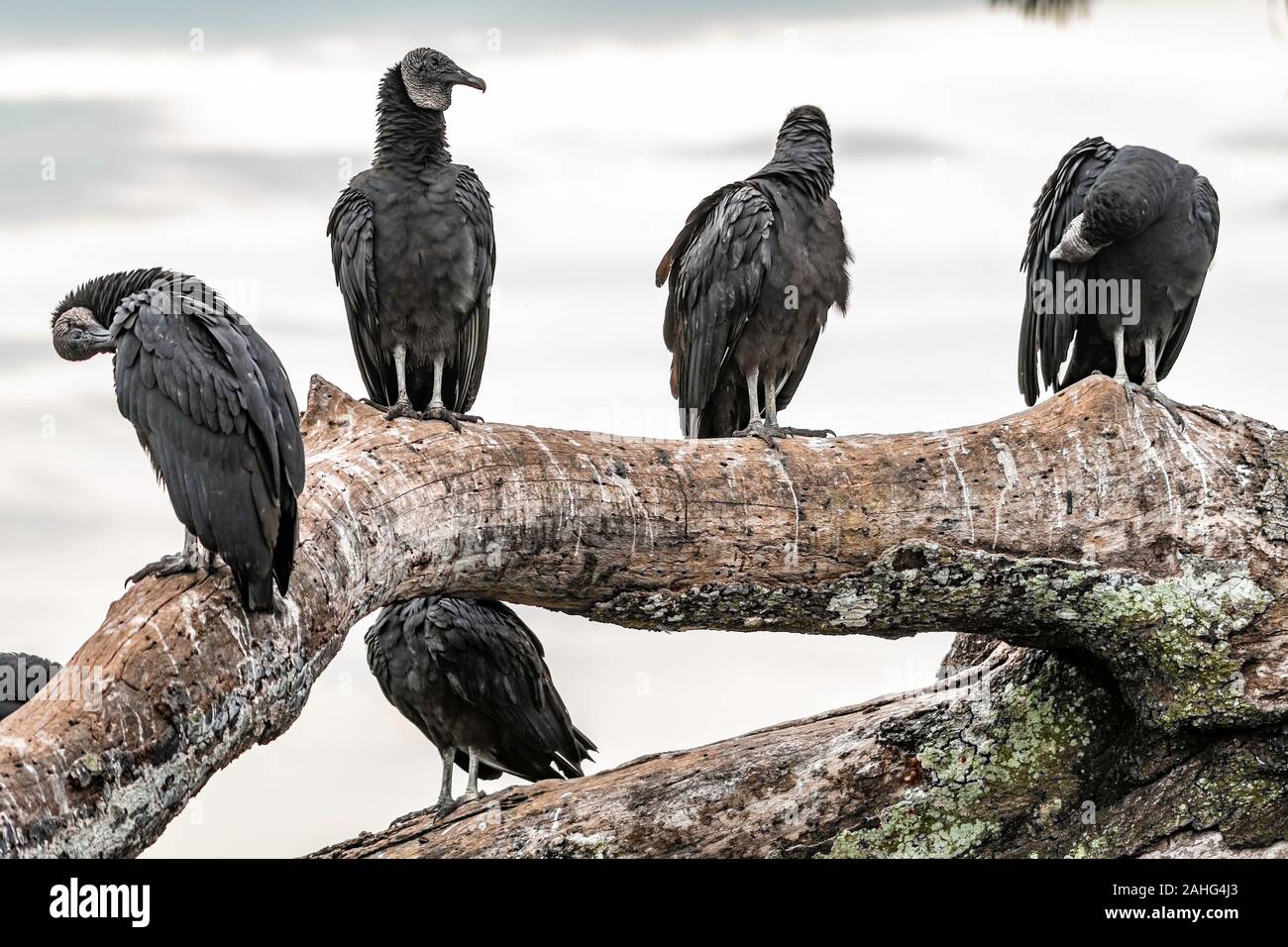 Flock of black vultures on a dead fallen tree Stock Photo - Alamy