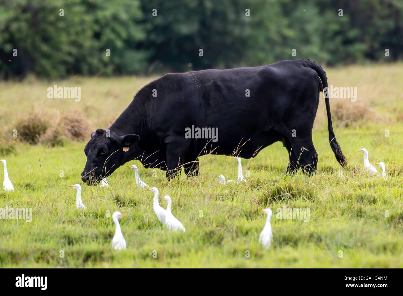Cattle Egrets And Livestock