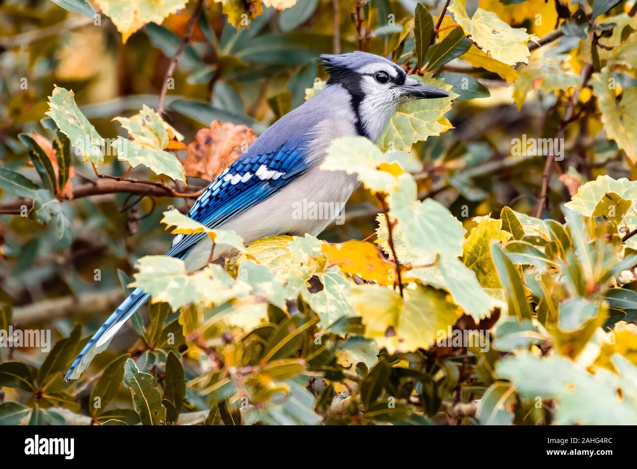 Blue jay sits in the colorful fall leaves of tree Stock Photo - Alamy