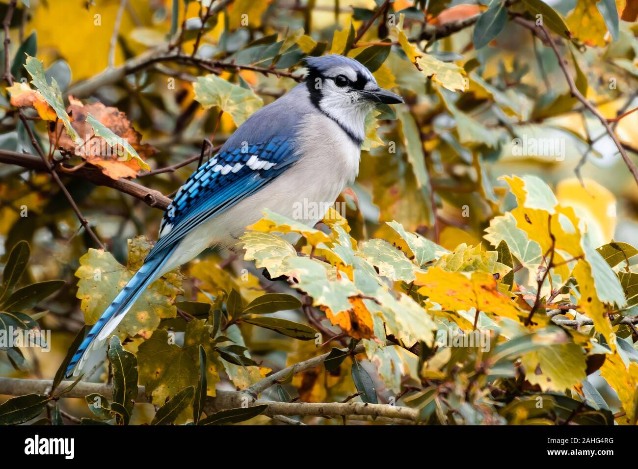 Blue jay sits in the colorful fall leaves of tree Stock Photo - Alamy