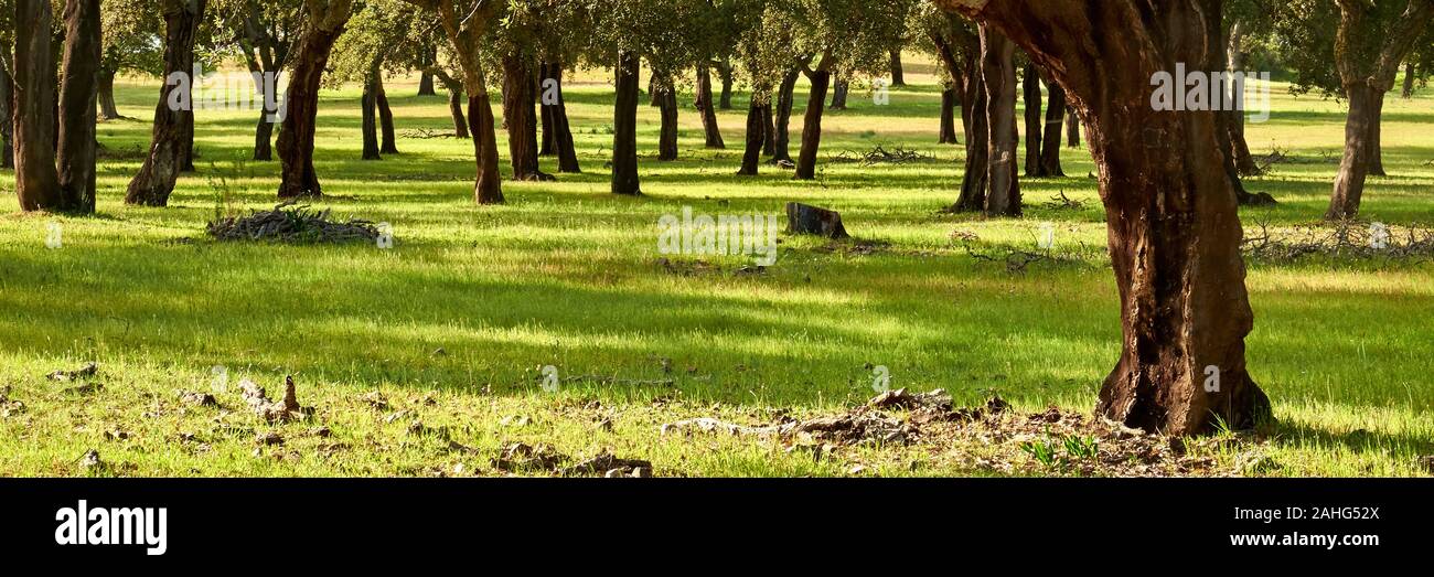 Cork trees in rural Extremadura, Spain Stock Photo - Alamy