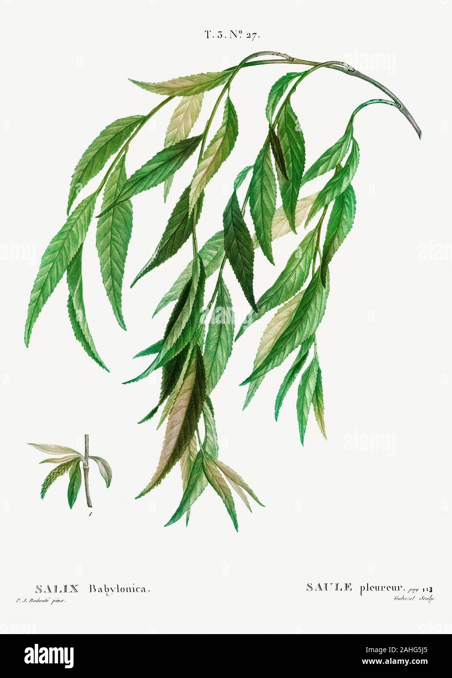 Salix babylonica drawing hi-res stock photography and images - Alamy