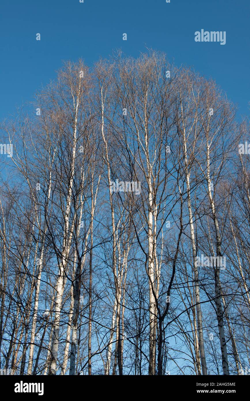 Birch trees in winter hi-res stock photography and images - Alamy