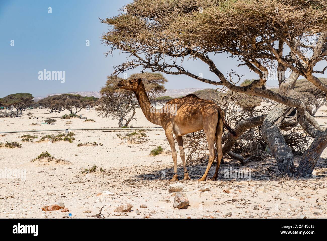 Camel eating hi-res stock photography and images - Alamy