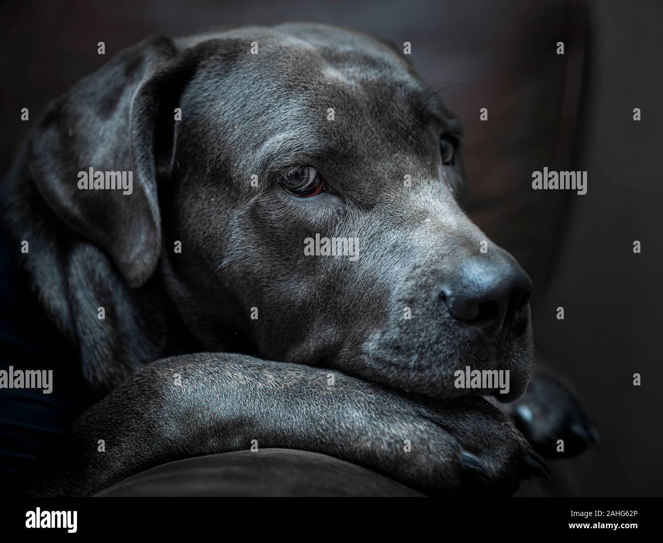 Blue Cane Corso dog head shot against a dark background Stock Photo - Alamy