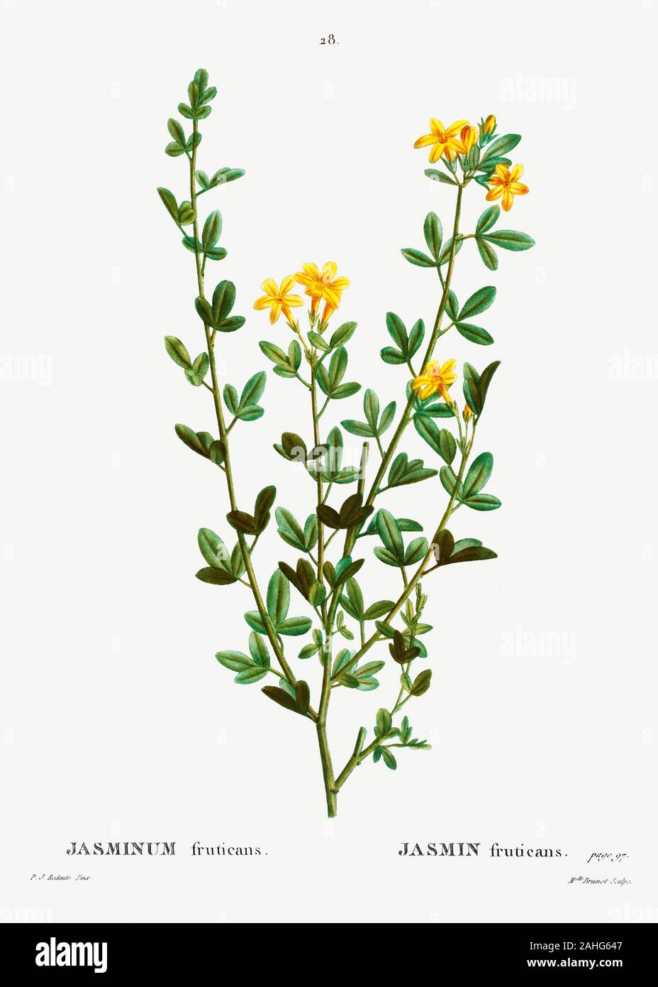 Wild jasmine or jasmine jasminum fruticans hi-res stock photography and ...