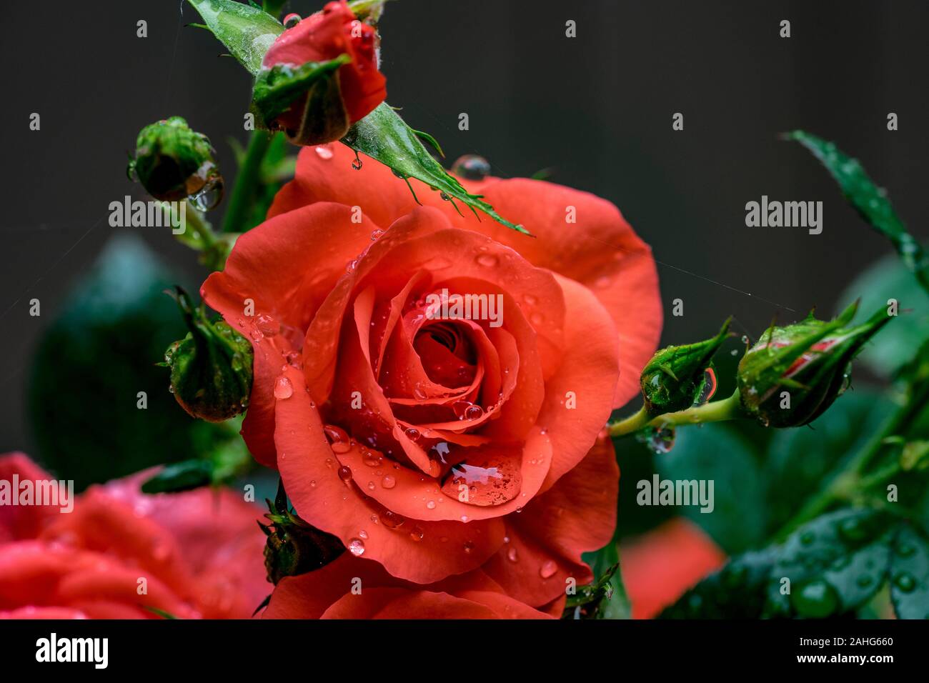 Rose coral hi-res stock photography and images - Alamy