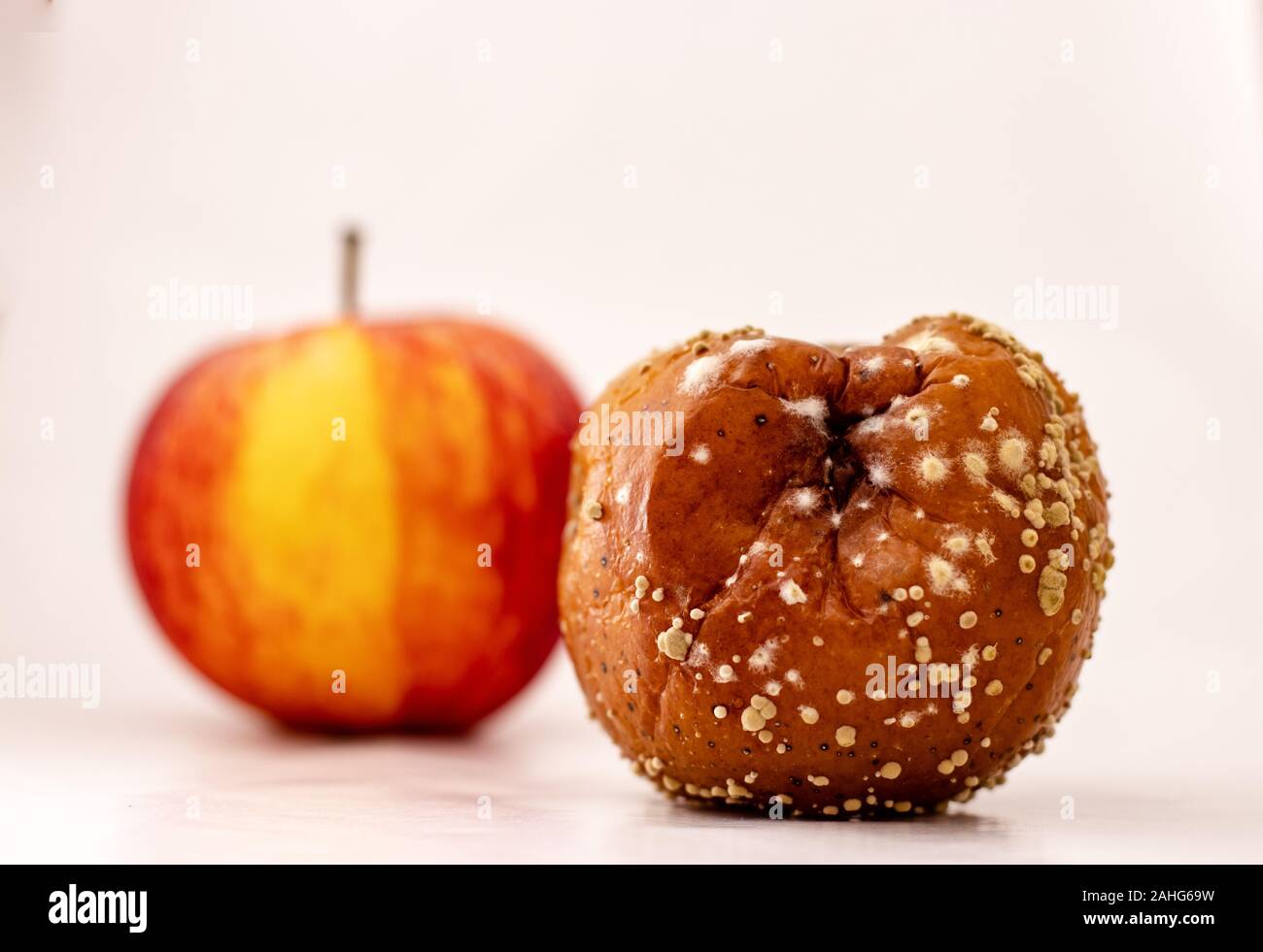 A rotten and a fresh apple one behind the other focus on a rotten ...