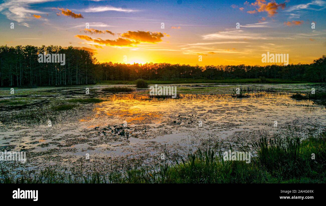 landscape of a swamp sunset in the wetlands Stock Photo - Alamy
