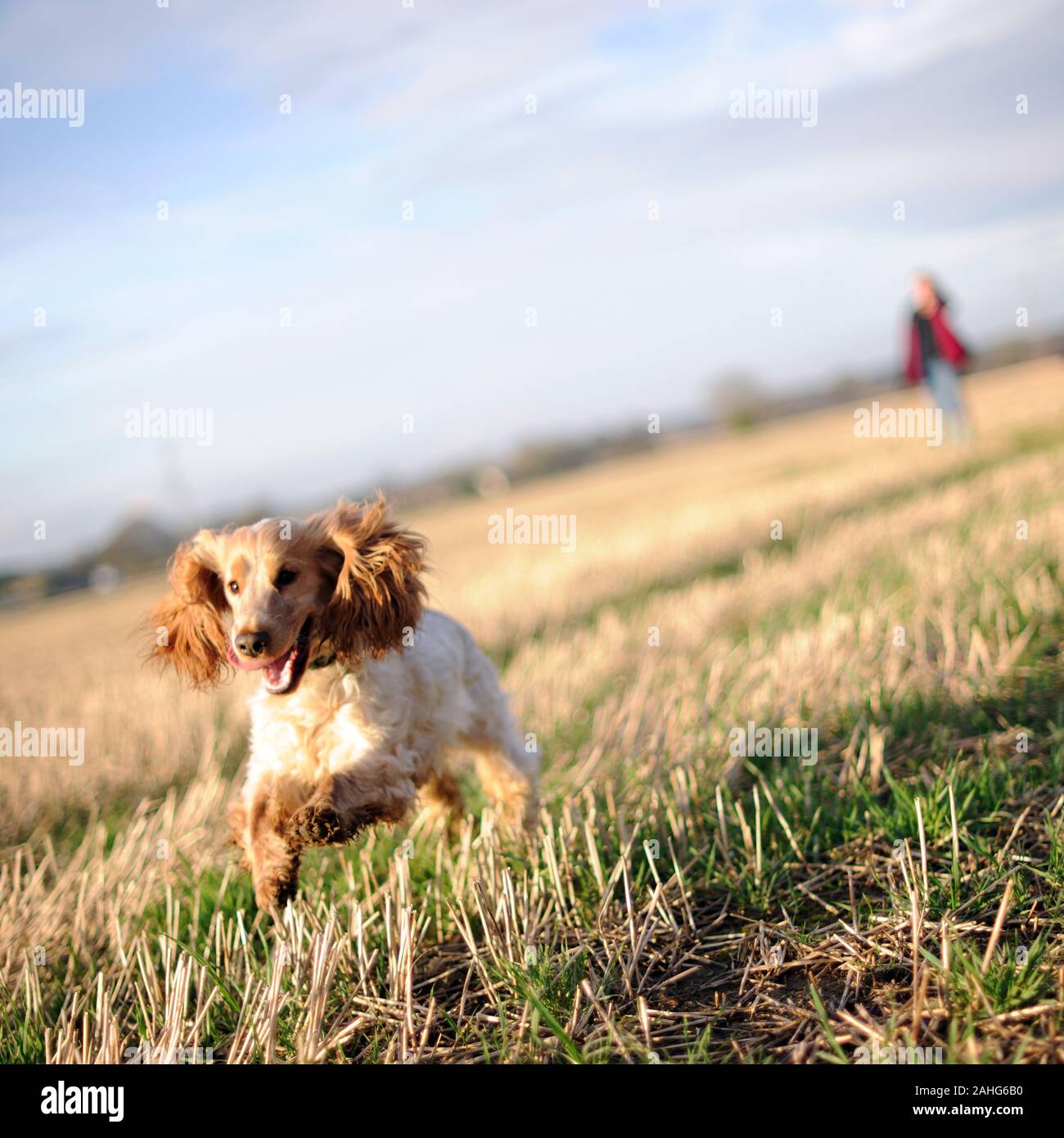 English Cocker Spaniel Dog on a Walk in the Coutryside Stock Photo - Alamy