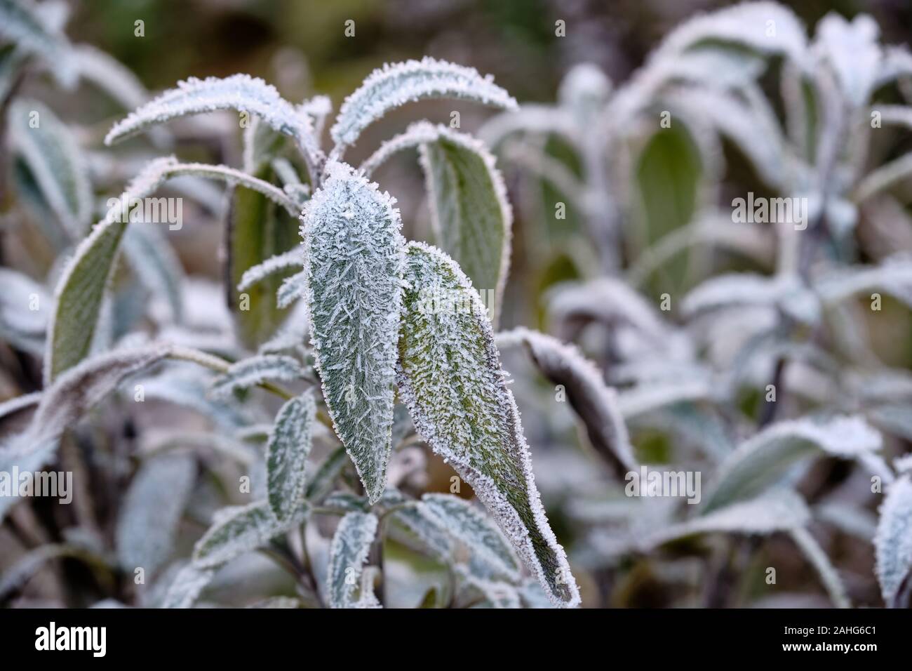 Sage plant standing in the garden outside in winter on a cold morning ...