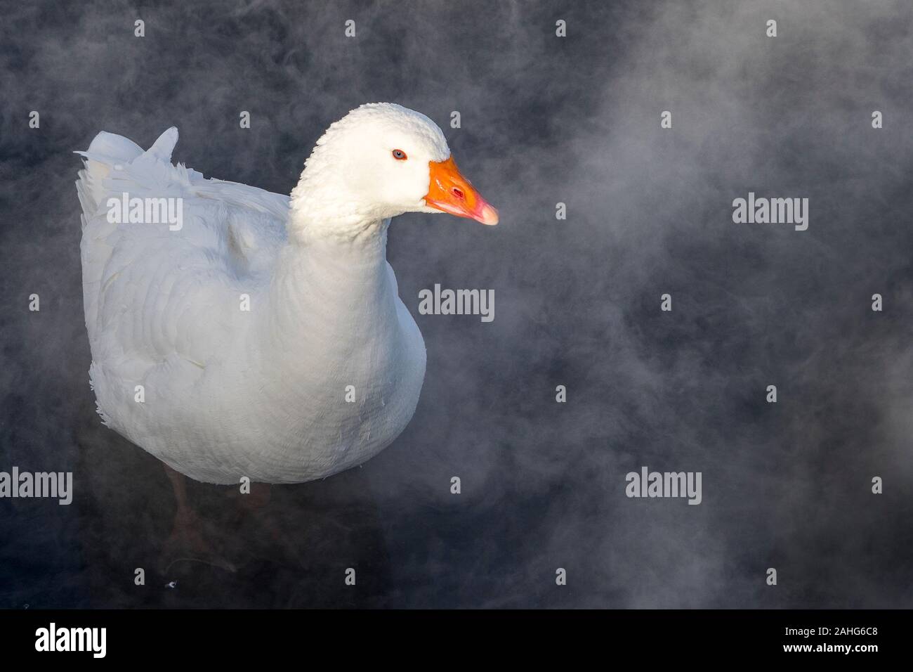 One white goose standing in steamy water at Chena Hot Springs, Alaska ...