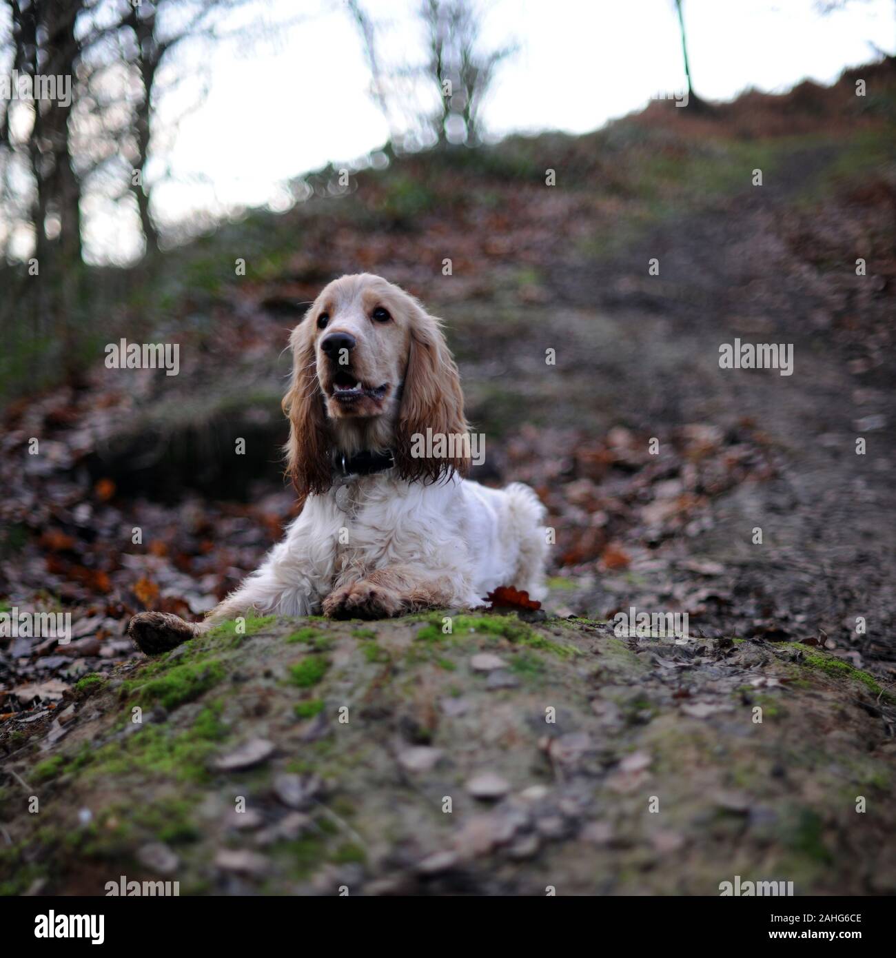 English Cocker Spaniel Dog on a Walk in the Coutryside Stock Photo - Alamy