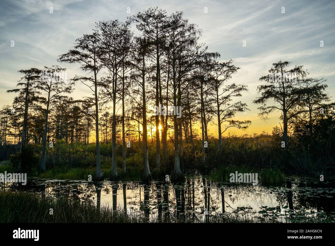 reflections of a sunset in the Florida swamps Stock Photo - Alamy
