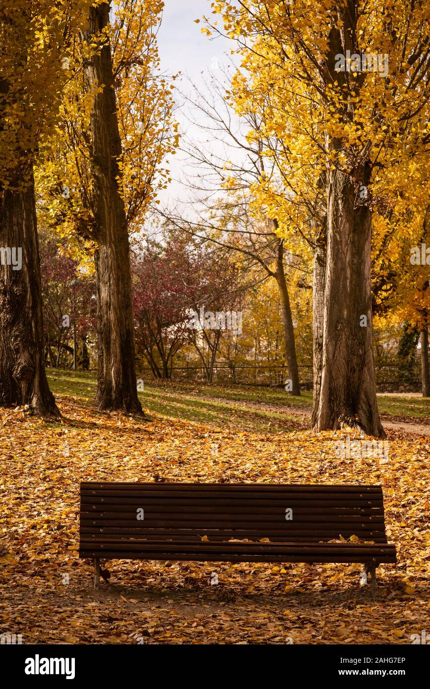 lonely wooden bench surrounded by dry fallen leaves in a quiet park ...