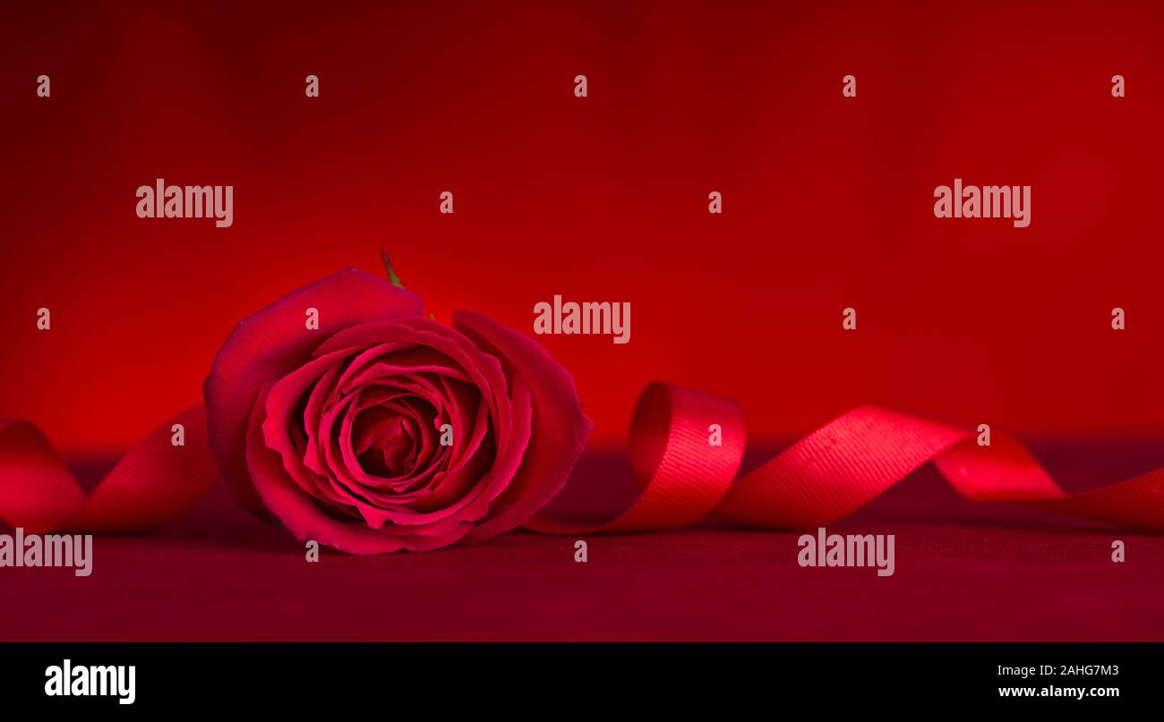 Rose red ribbons hi-res stock photography and images - Alamy