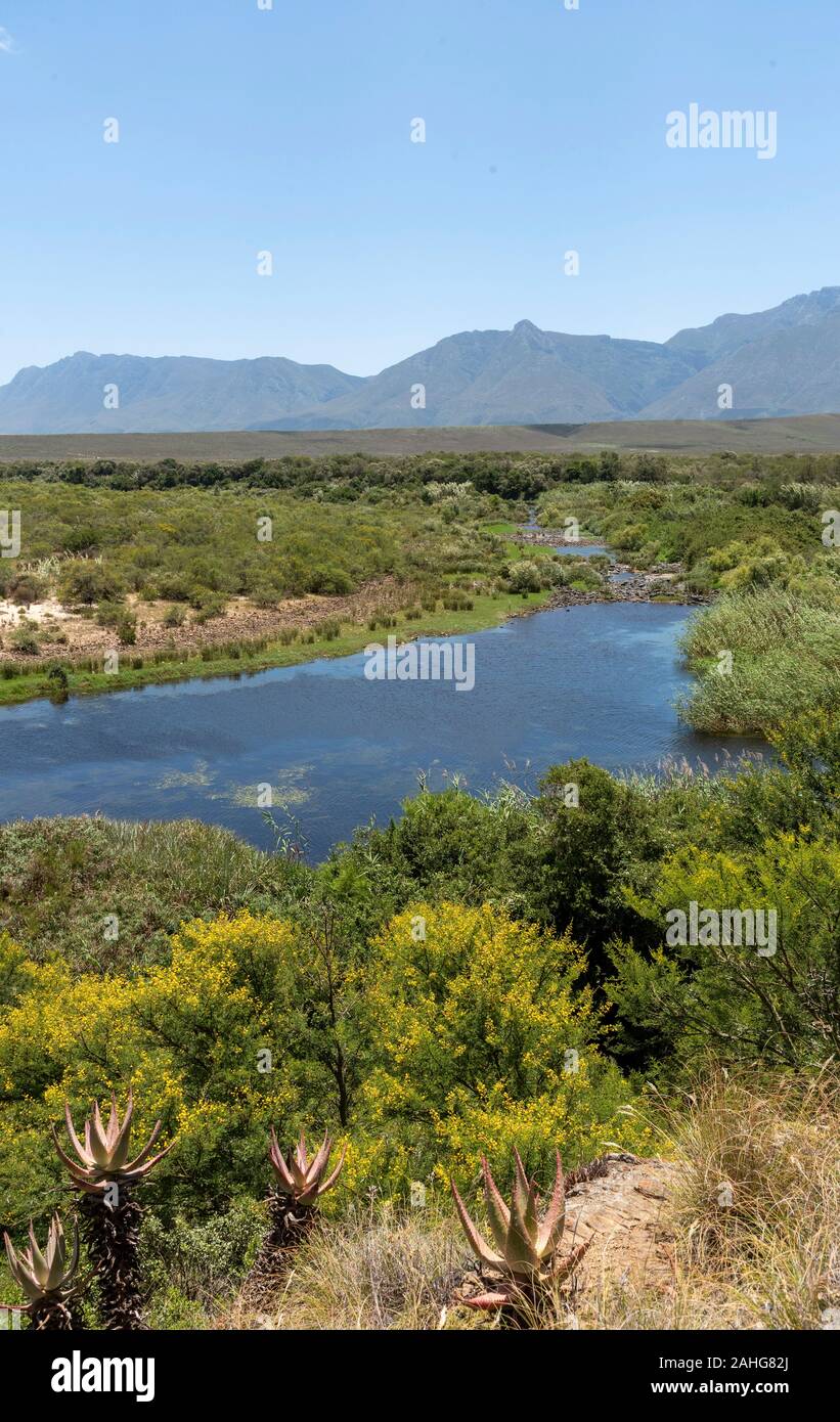 Breede River Jellyfish