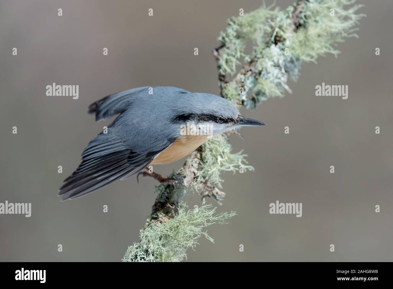Nuthatch Ecosystem Bird High Resolution Stock Photography and Images ...
