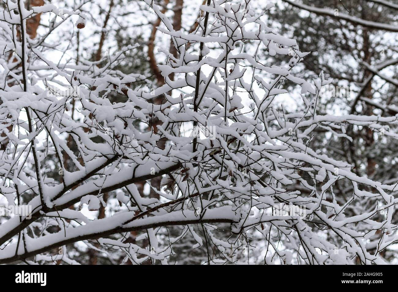 Winter branches of trees in hoarfrost on background snow and white sky ...