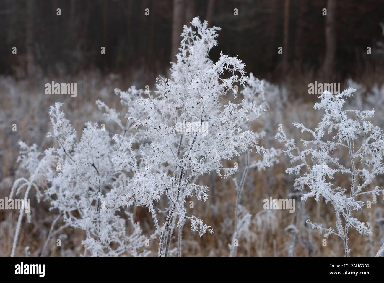 branch covered with frost at November Stock Photo - Alamy