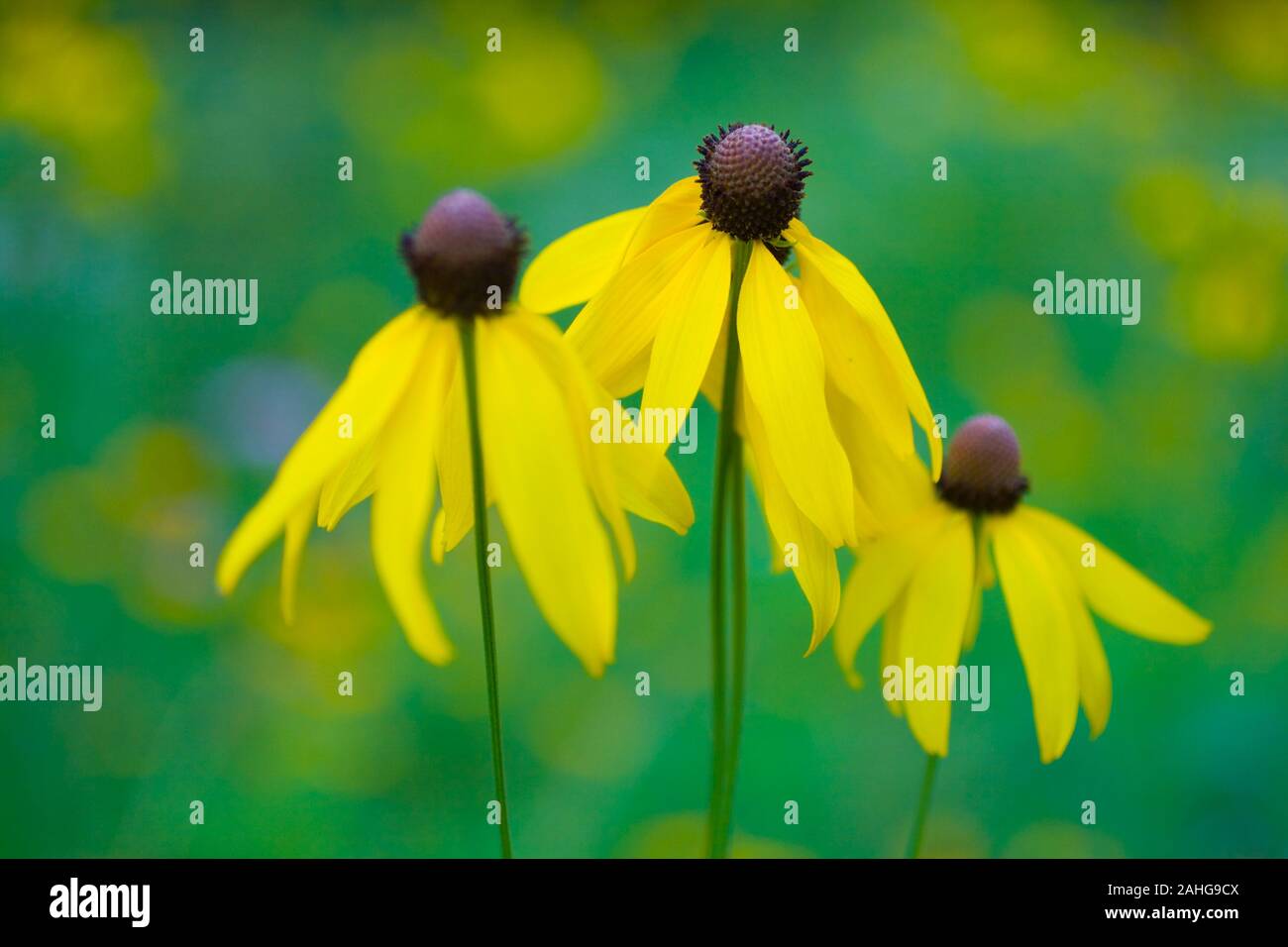 Wildflowers, Blendon Woods Metropark, Columbus, Ohio Stock Photo - Alamy