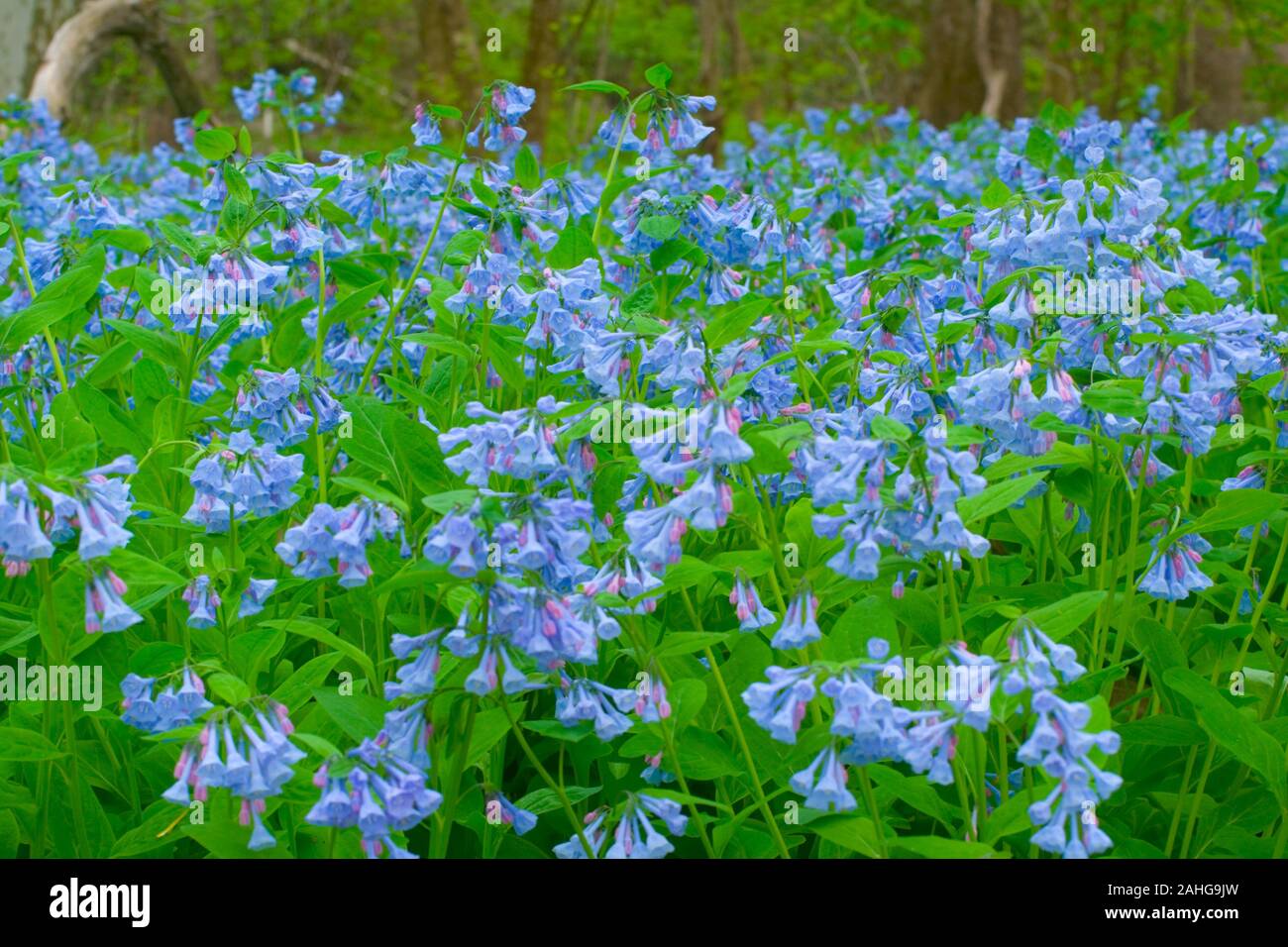 Bluebells, 3 Creeks Metropark, Columbus, Ohio Stock Photo - Alamy