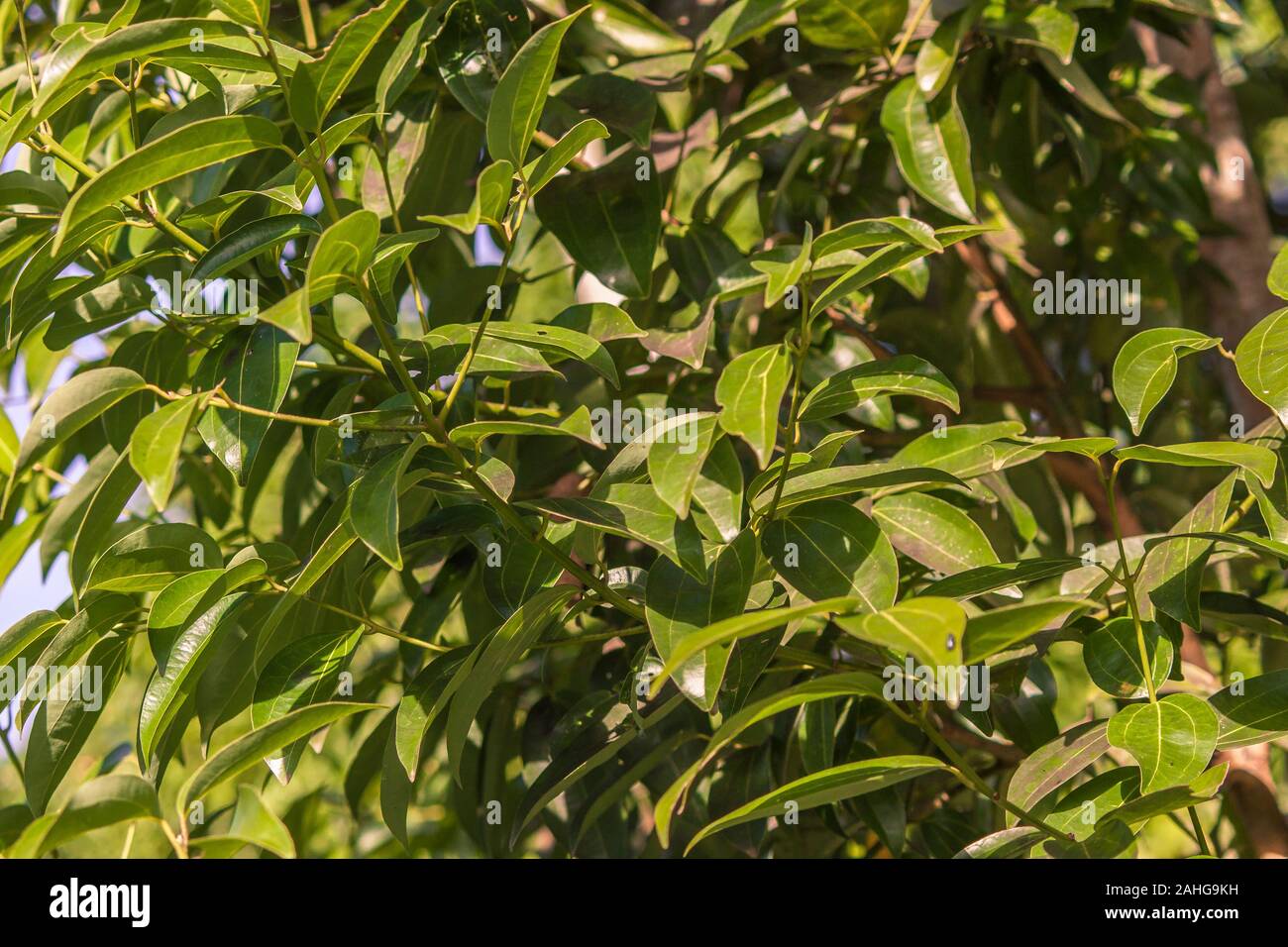 Canela color hi-res stock photography and images - Alamy