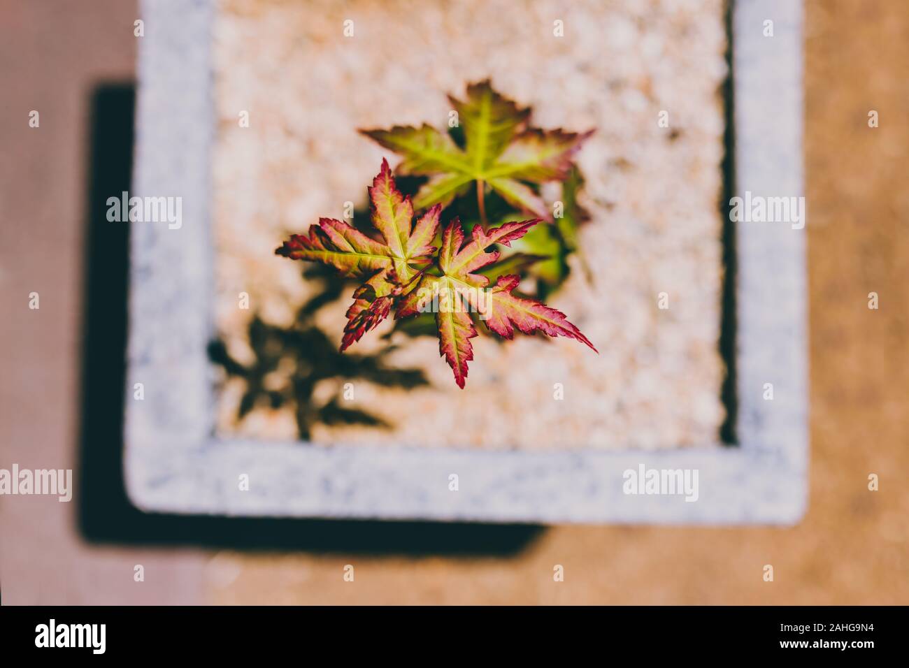 tiny japanese maple plant with red tones in pot outdoor in sunny ...