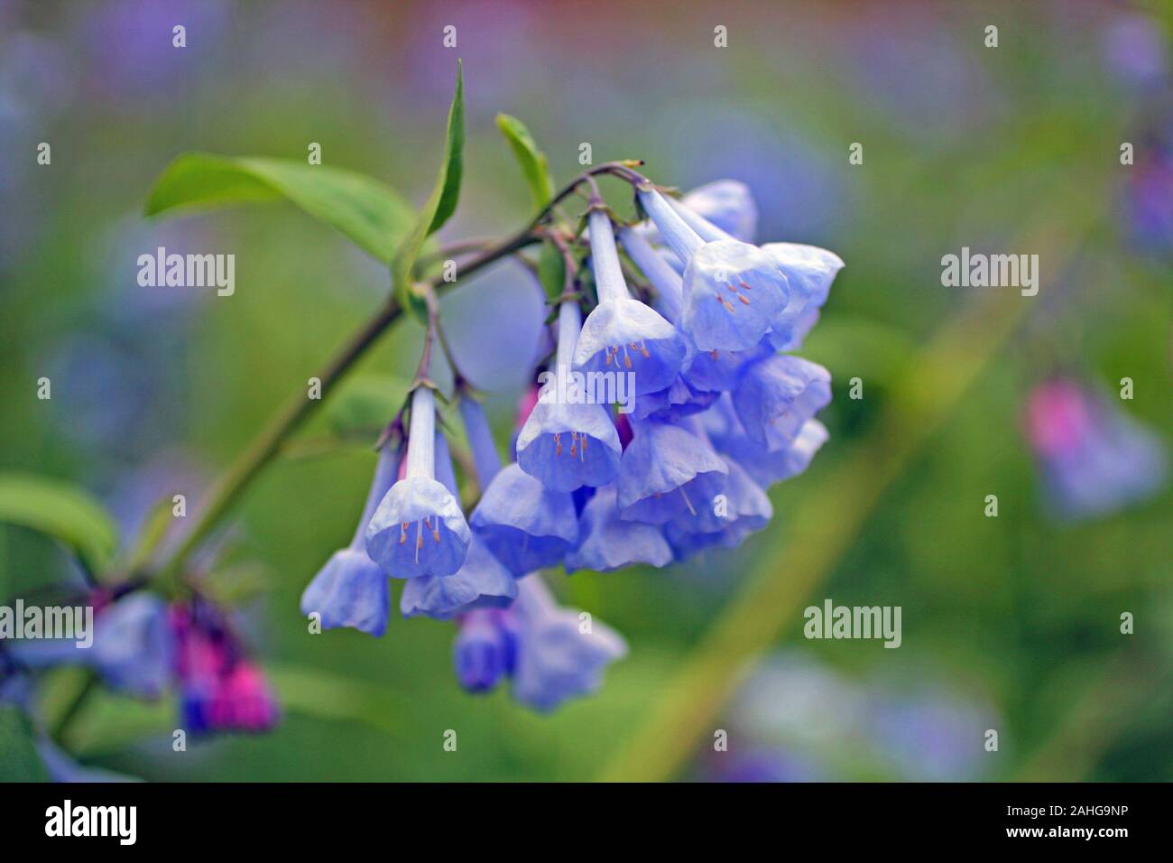 Bluebells, 3 Creeks Metropark, Columbus, Ohio Stock Photo - Alamy
