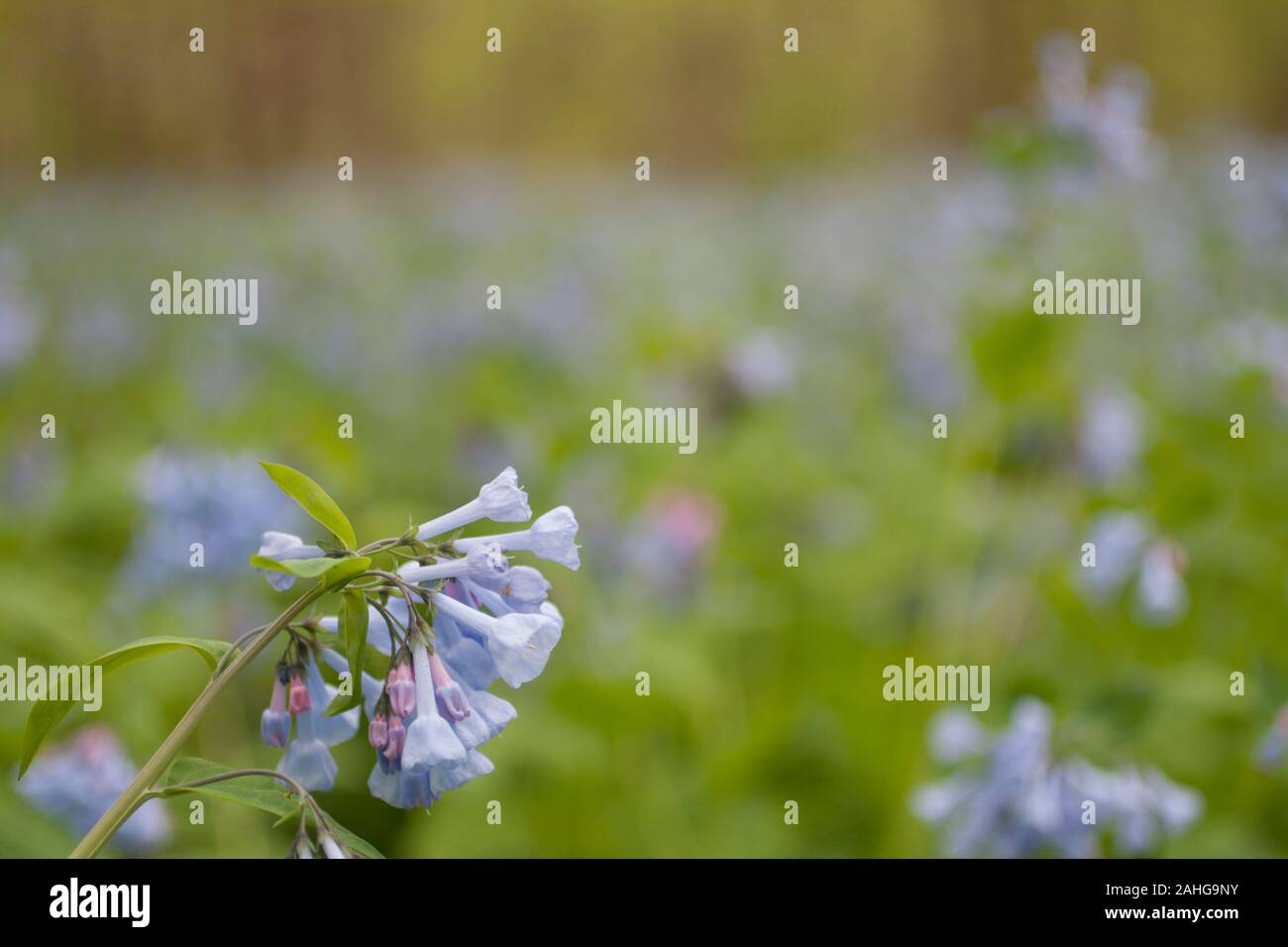Bluebells, 3 Creeks Metropark, Columbus, Ohio Stock Photo - Alamy