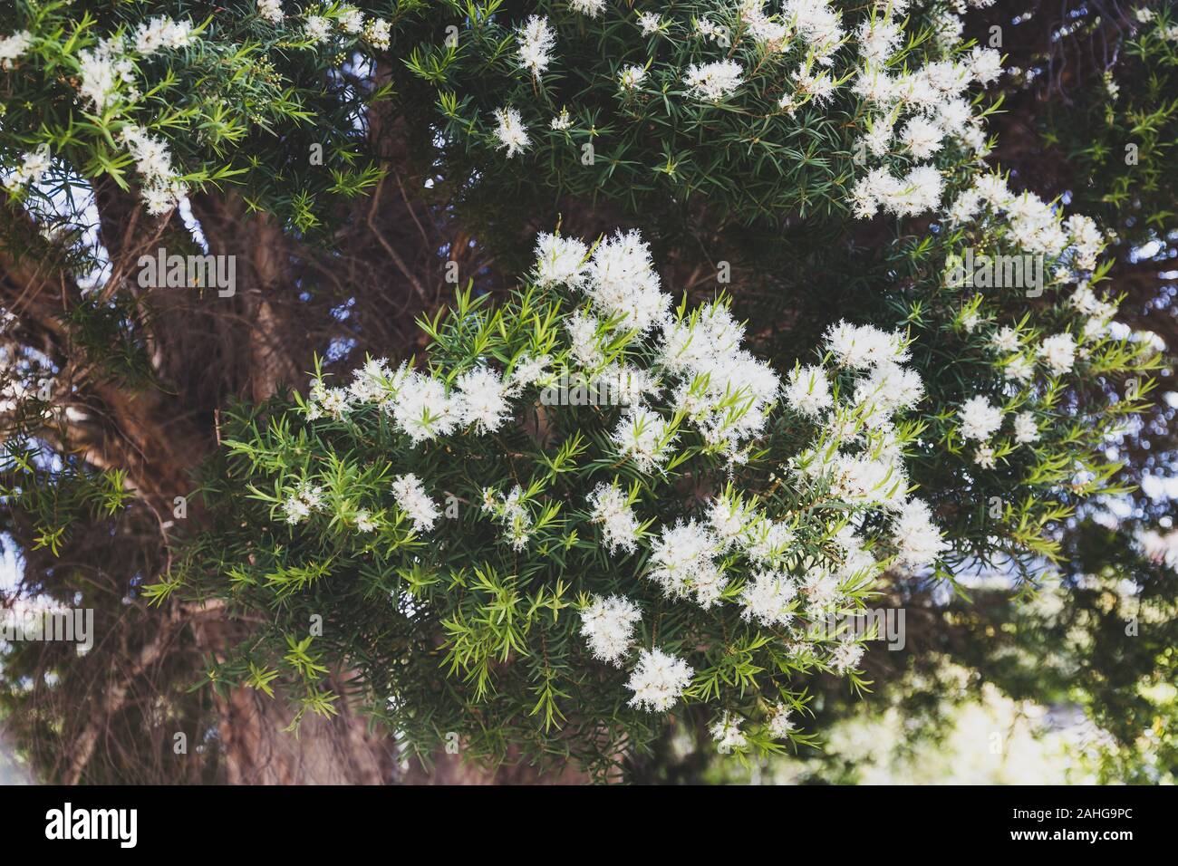 native Australian paper bark melaleuca plant outdoor in sunny backyard ...