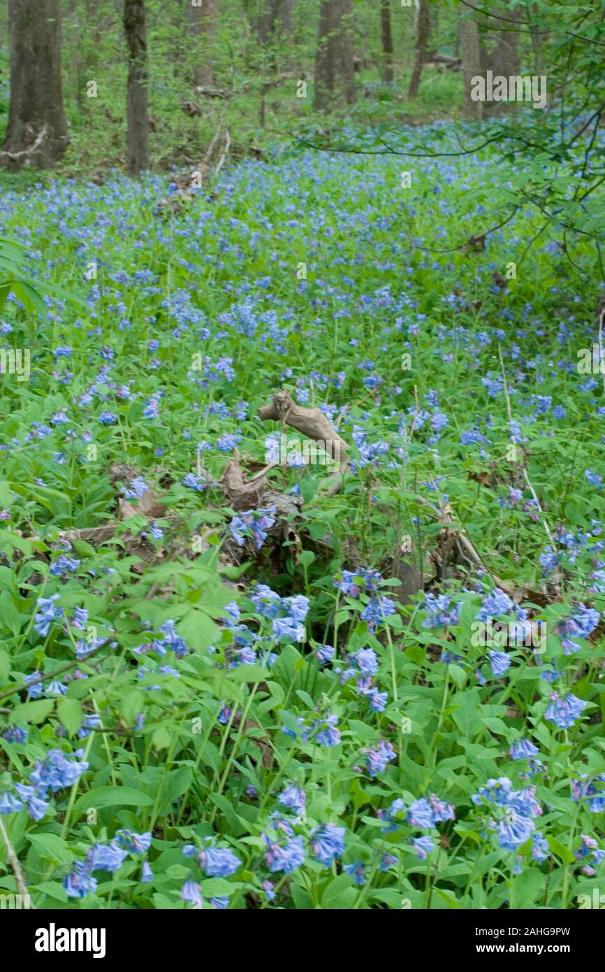 Bluebells, 3 Creeks Metropark, Columbus, Ohio Stock Photo - Alamy