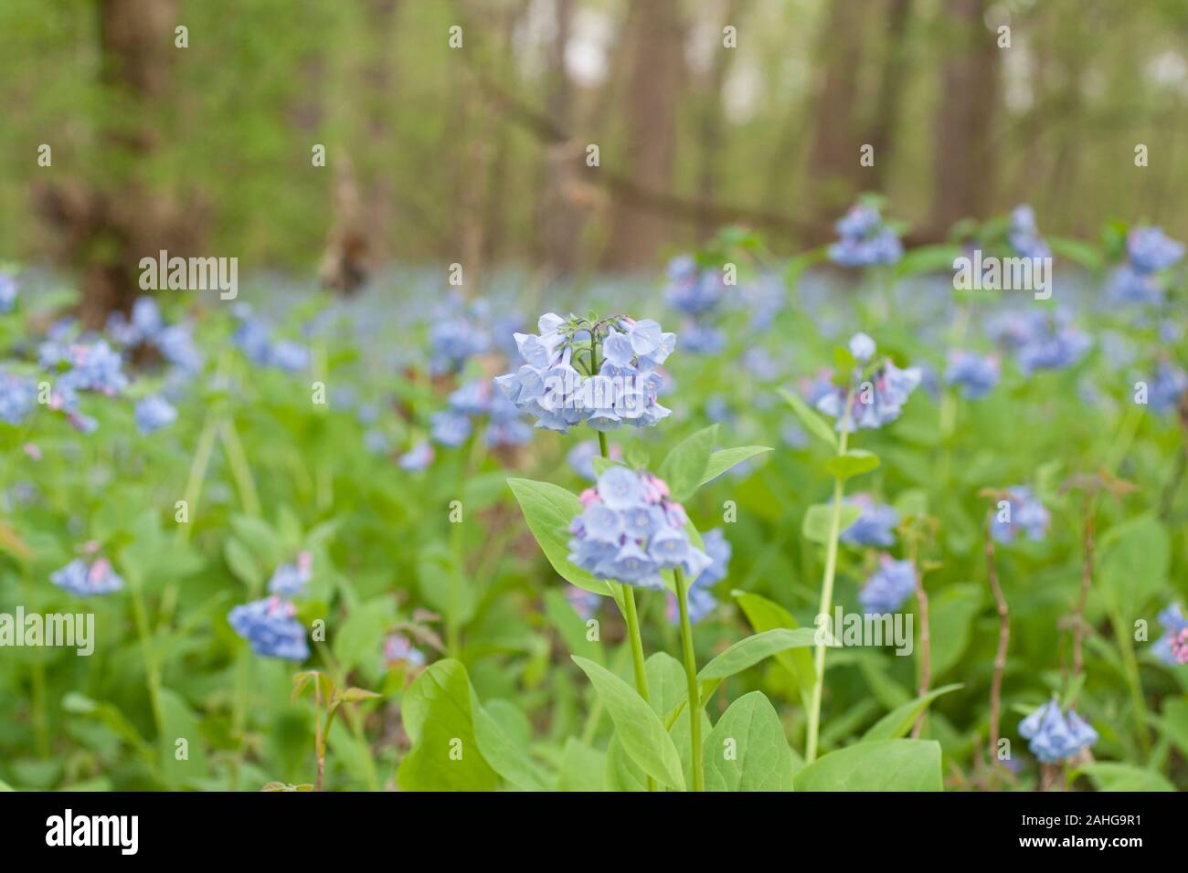 Bluebells, 3 Creeks Metropark, Columbus, Ohio Stock Photo - Alamy