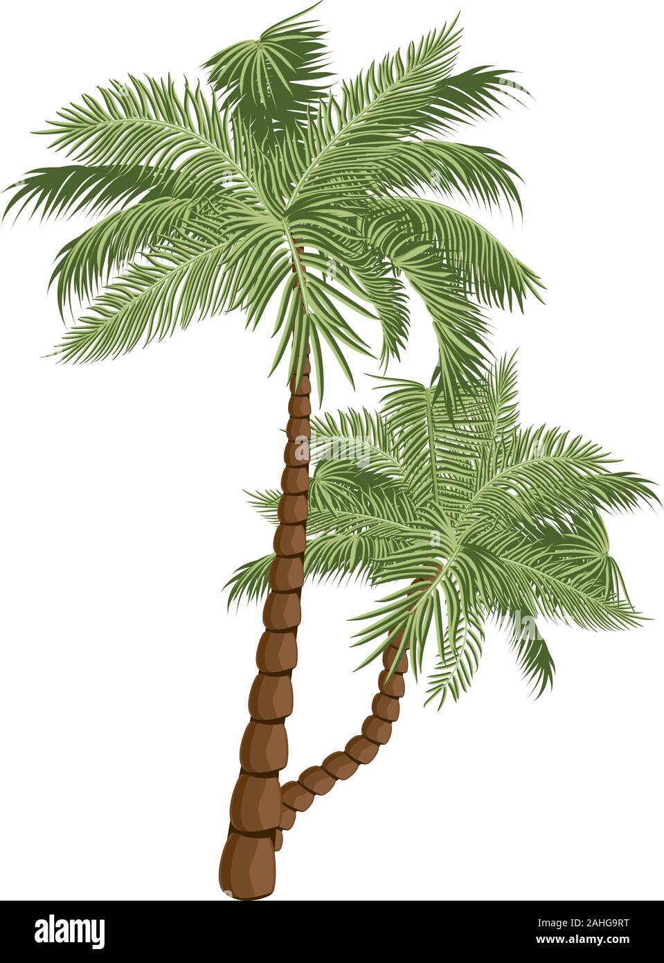 Two colorful palm trees illustration on white background Stock Vector ...