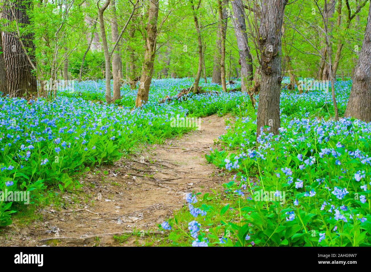 Bluebells, 3 Creeks Metropark, Columbus, Ohio Stock Photo - Alamy