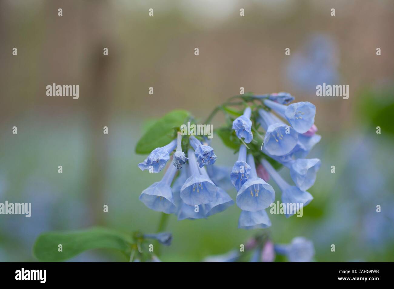 Bluebells, 3 Creeks Metropark, Columbus, Ohio Stock Photo - Alamy