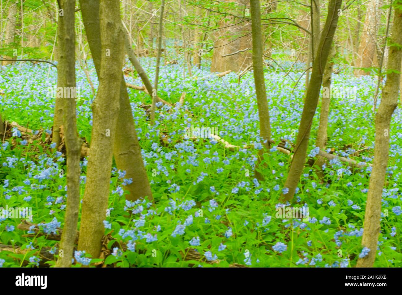 Bluebells, 3 Creeks Metropark, Columbus, Ohio Stock Photo - Alamy