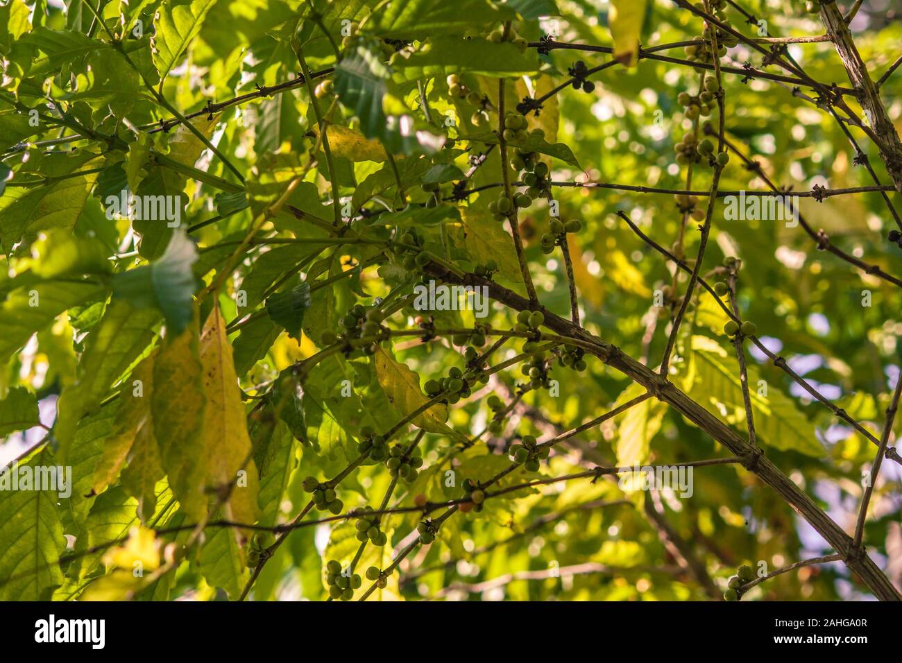 Coffee plant in Nature 3 Stock Photo - Alamy