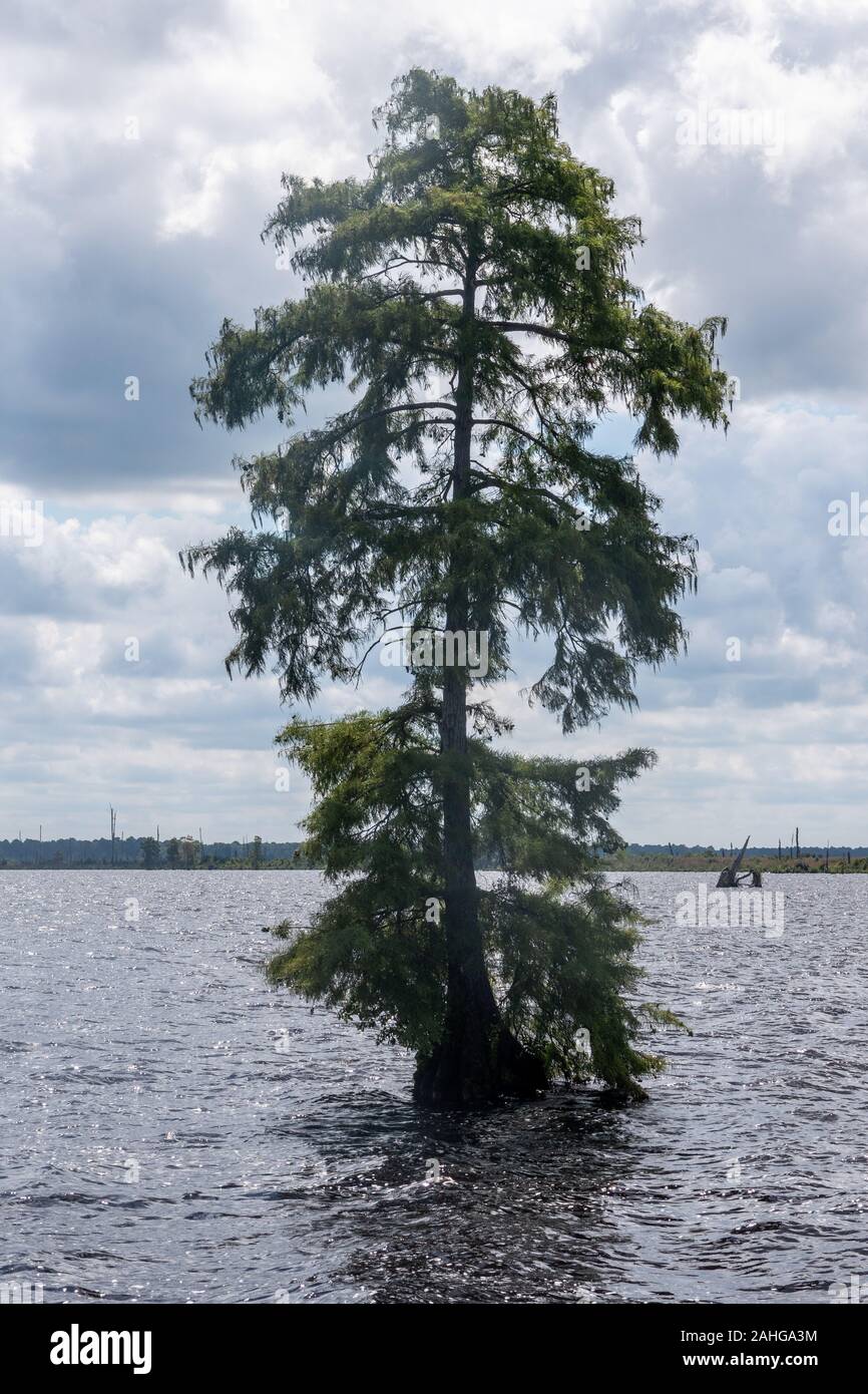 Solitary trees in the lake at the Great Dismal Swamp in Virginia Stock ...