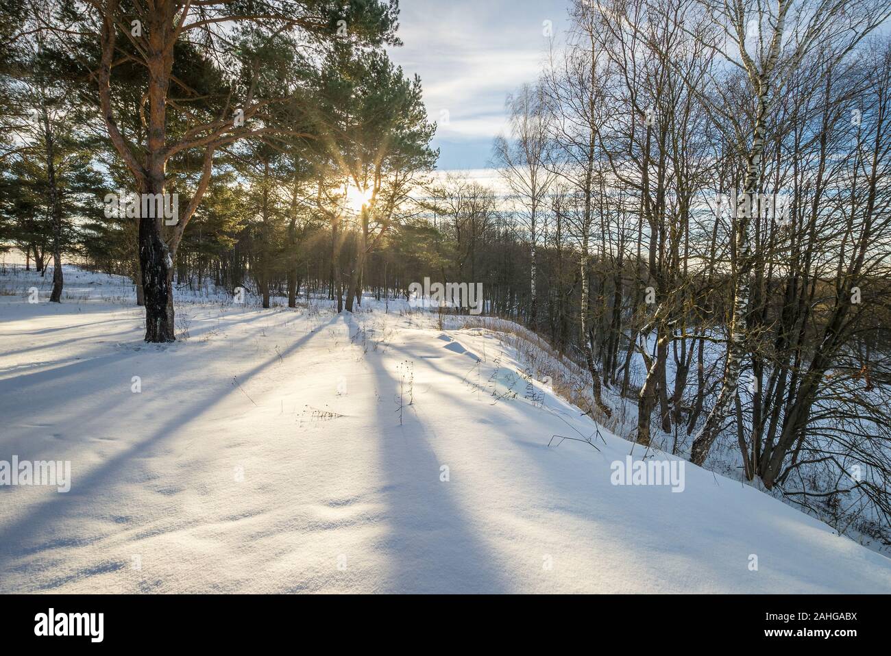 Scene of a beautiful sunset at field with pines and birches at winter ...