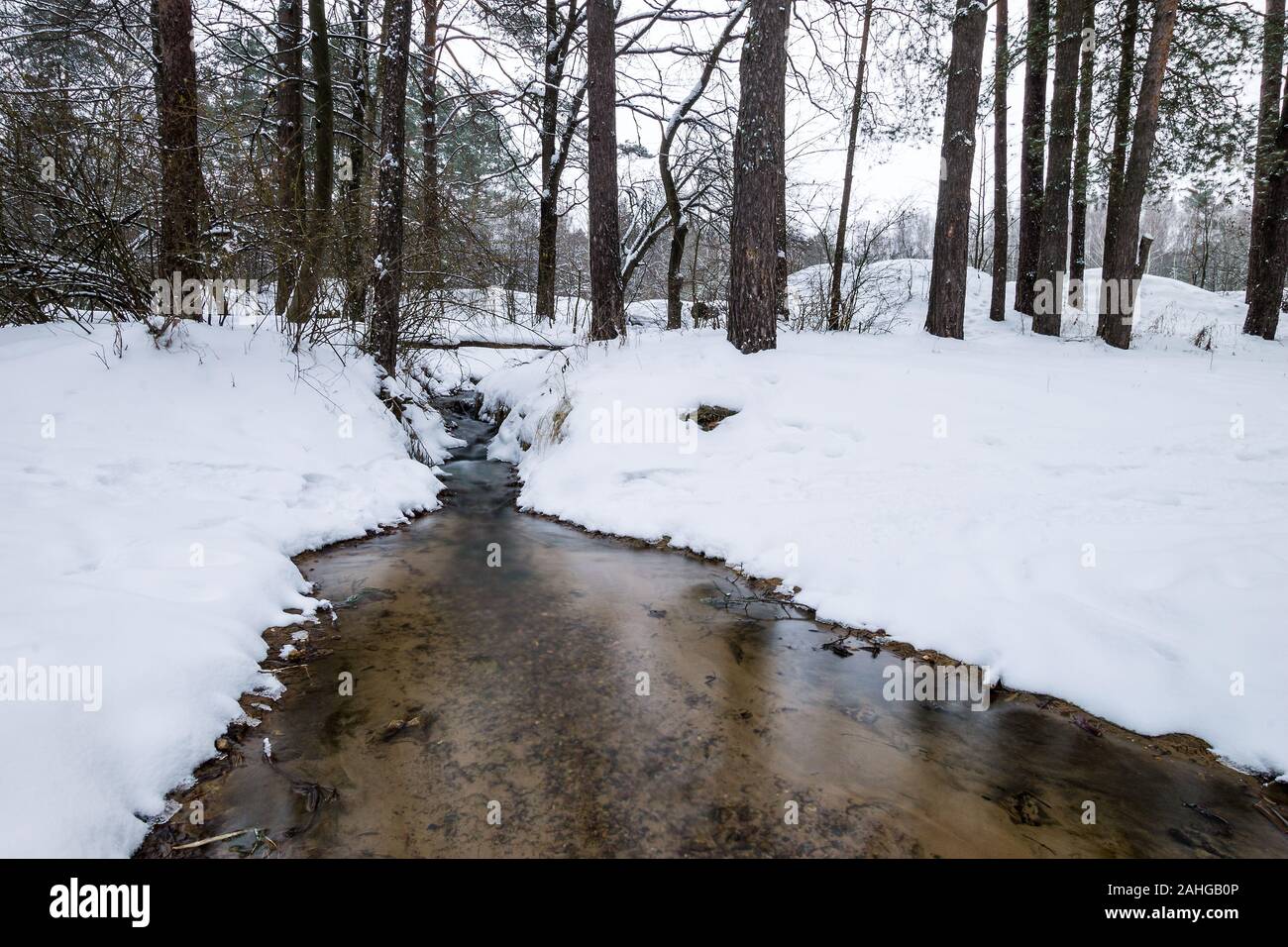 Stream in the winter pine forest Stock Photo - Alamy