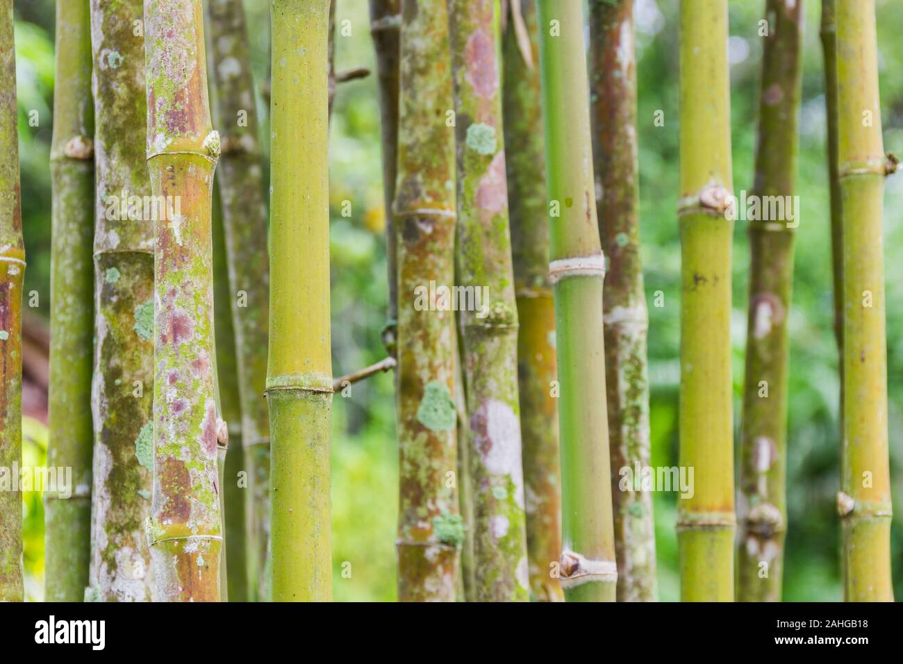 Bamboo green canes. Natural background texture concept Stock Photo - Alamy