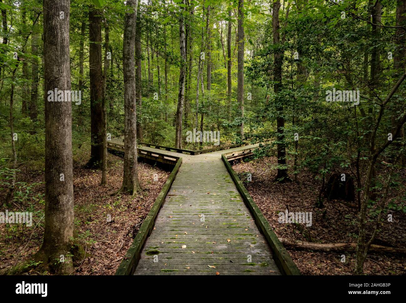 Dismal Swamp Canal Trail