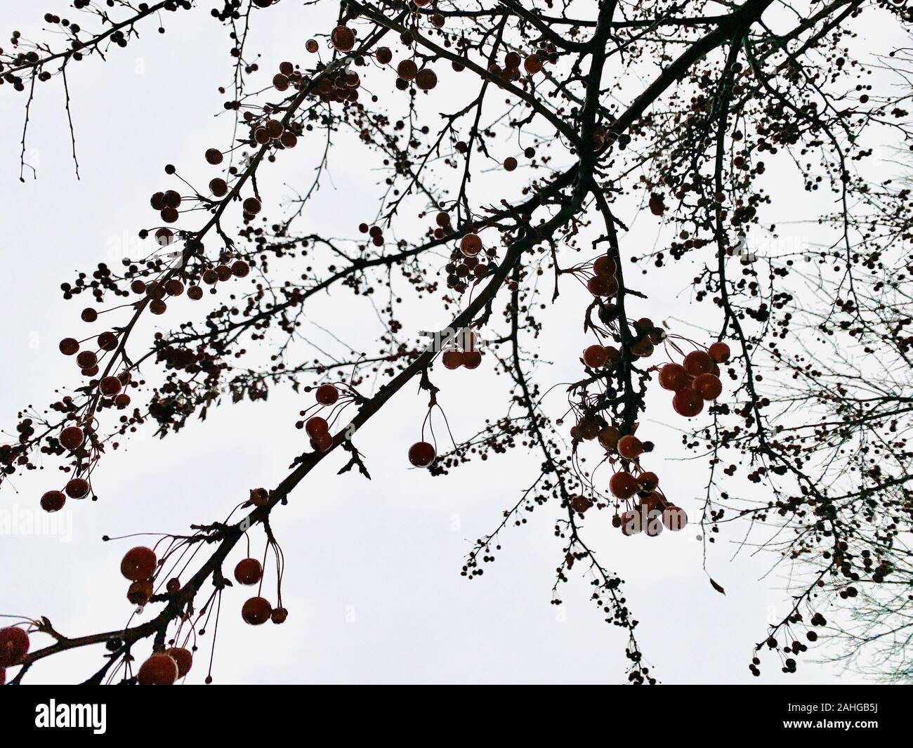 Actaea rubra winter hi-res stock photography and images - Alamy