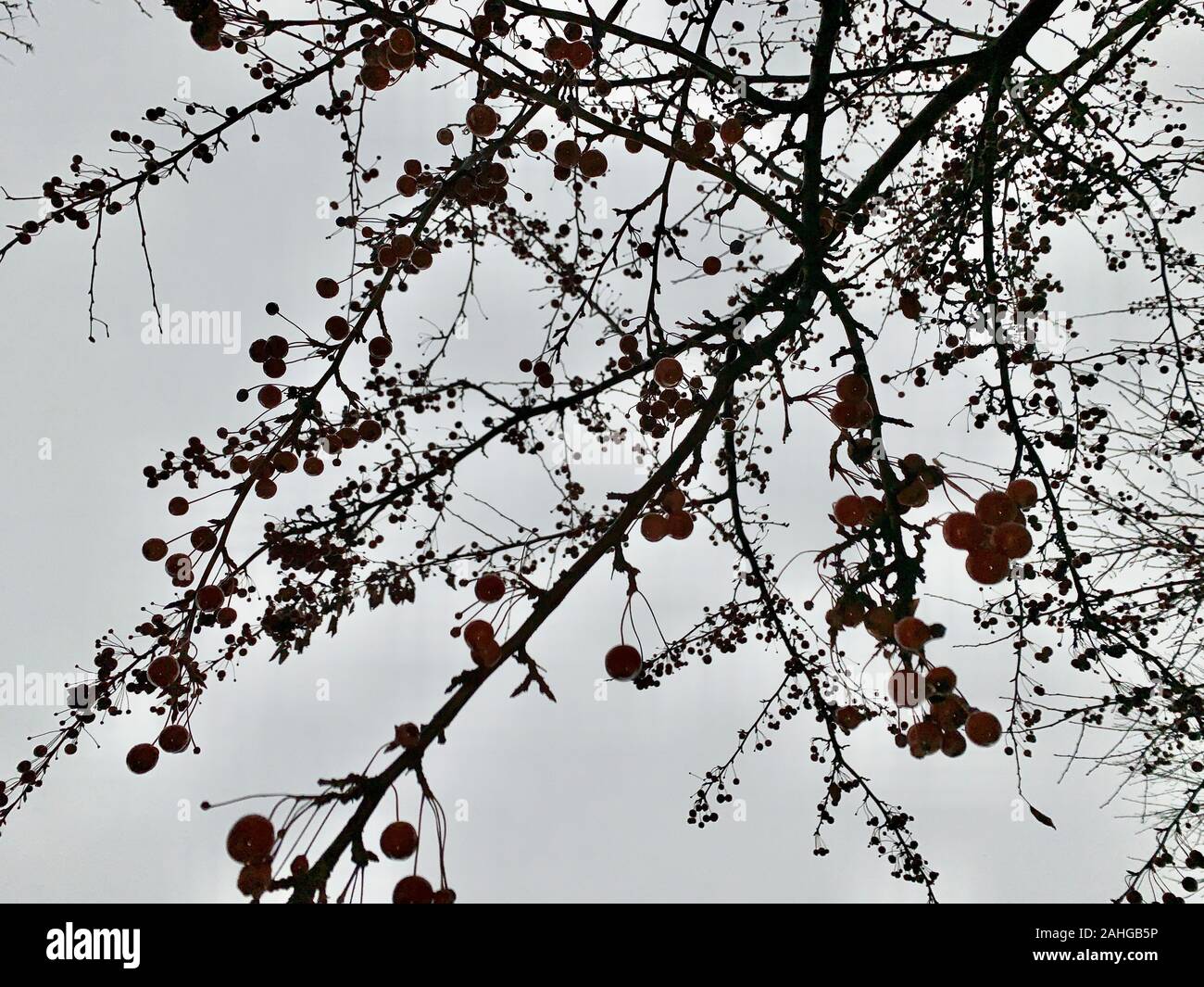 bright red cherries on the tree looking at a rainy sky Stock Photo - Alamy