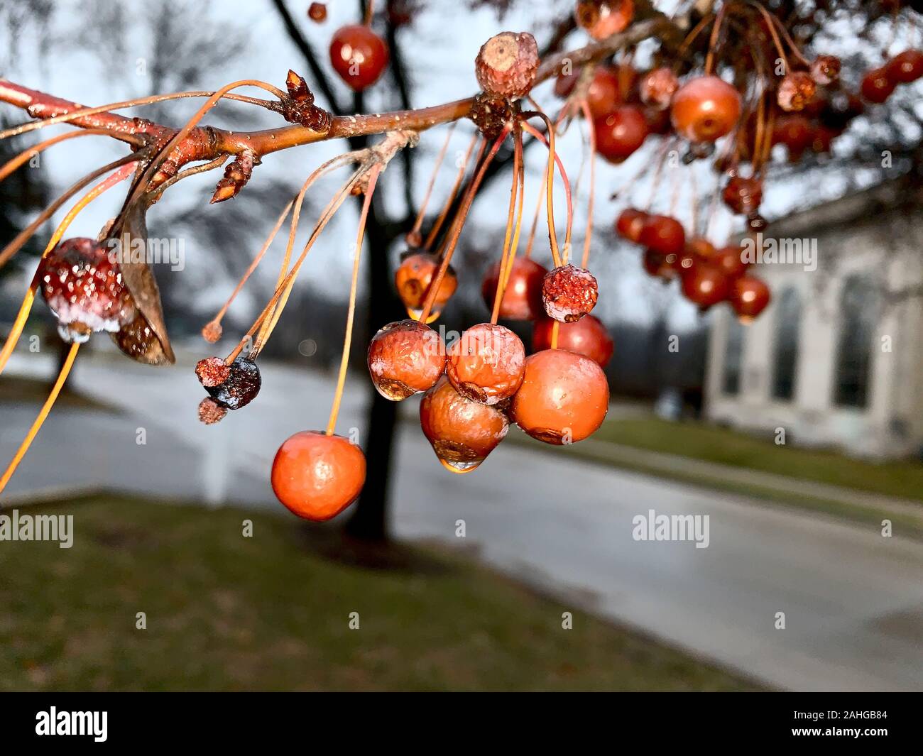Actaea rubra winter hi-res stock photography and images - Alamy
