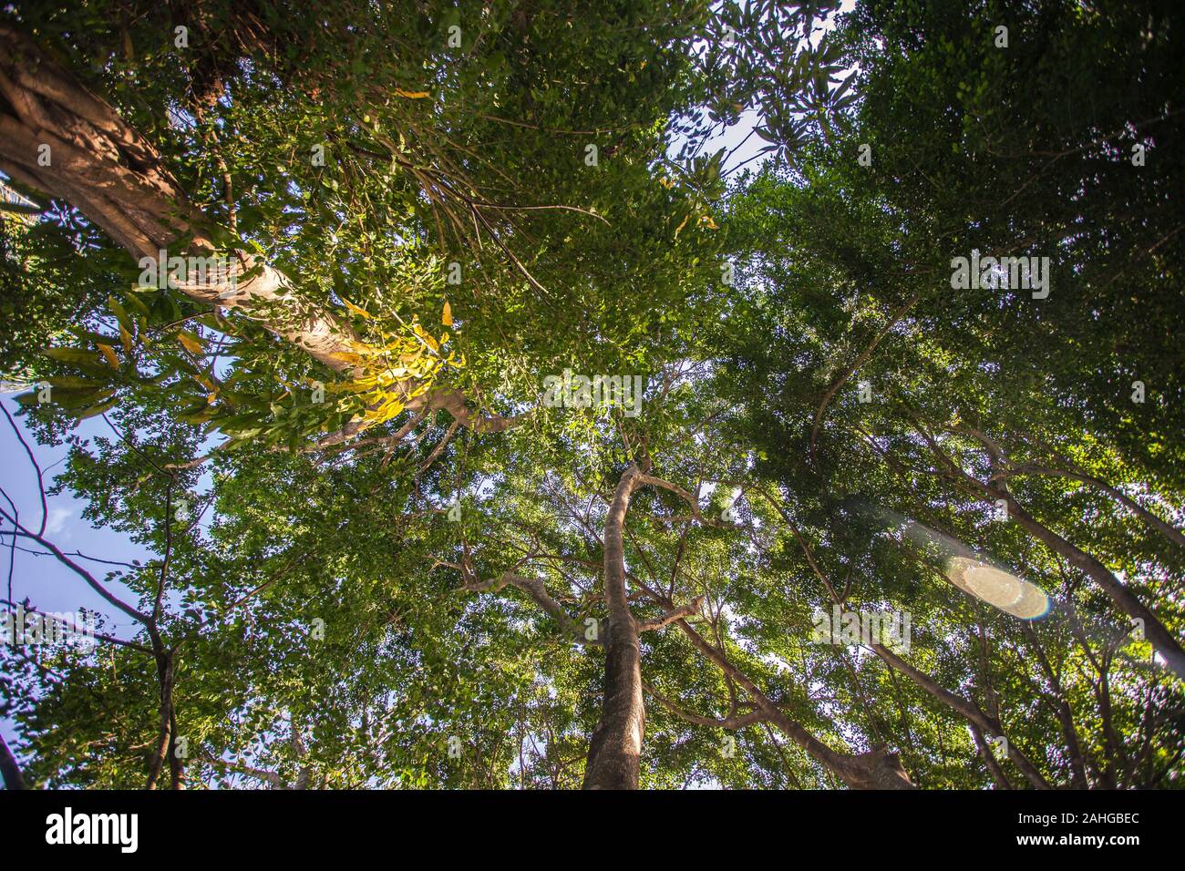 Tropical tree from Below Stock Photo - Alamy
