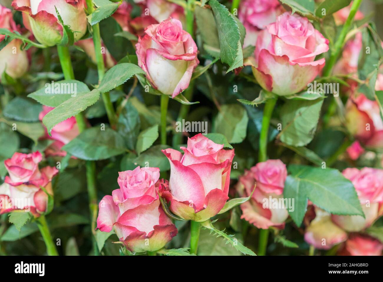 Delicate Fresh Pink Roses. pale pink shrub roses. Gentle background of ...